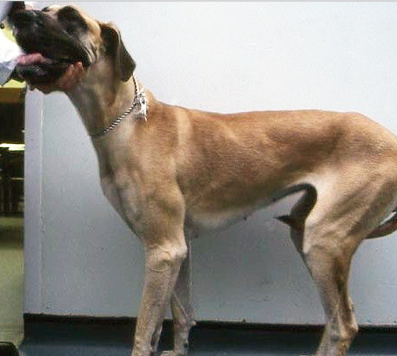 Dogs Provide Insight Into Rare Genetic Disease - Global Genes