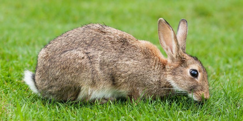 Drug Derived From Milk of Genetically Modified Rabbits to Treat Rare ...