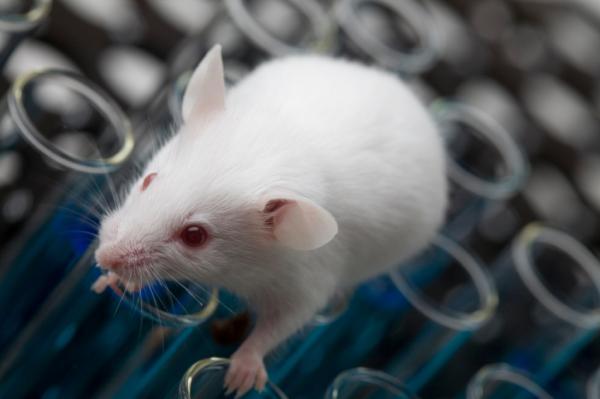 Friedrich Ataxia Humanized Mouse Model Allows Better Understanding of ...
