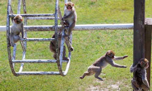 Monkeying Around with a Rare Neurodegenerative Disease - Global Genes